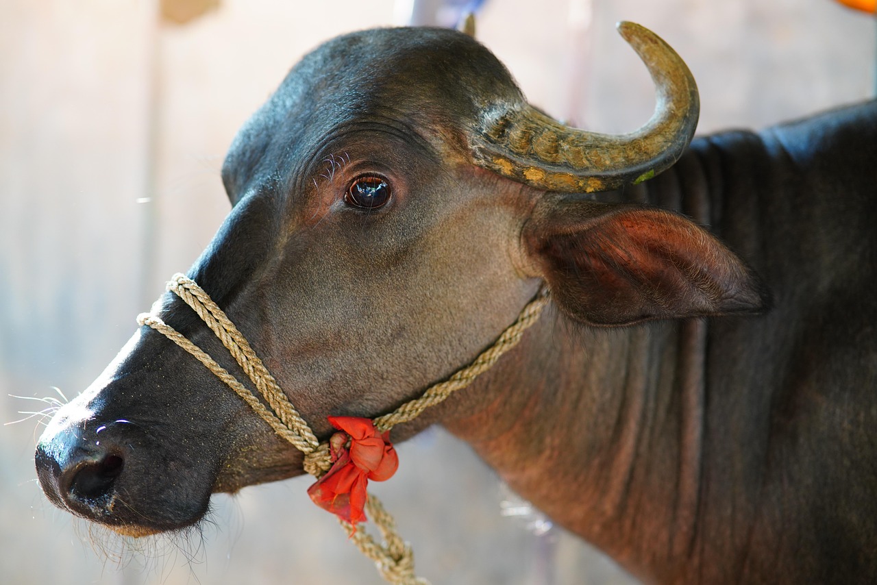 Buffalo Cow Animal - Free photo on Pixabay - Pixabay