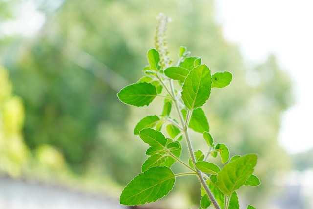 Tulasi Nature Leaf - Free photo on Pixabay - Pixabay