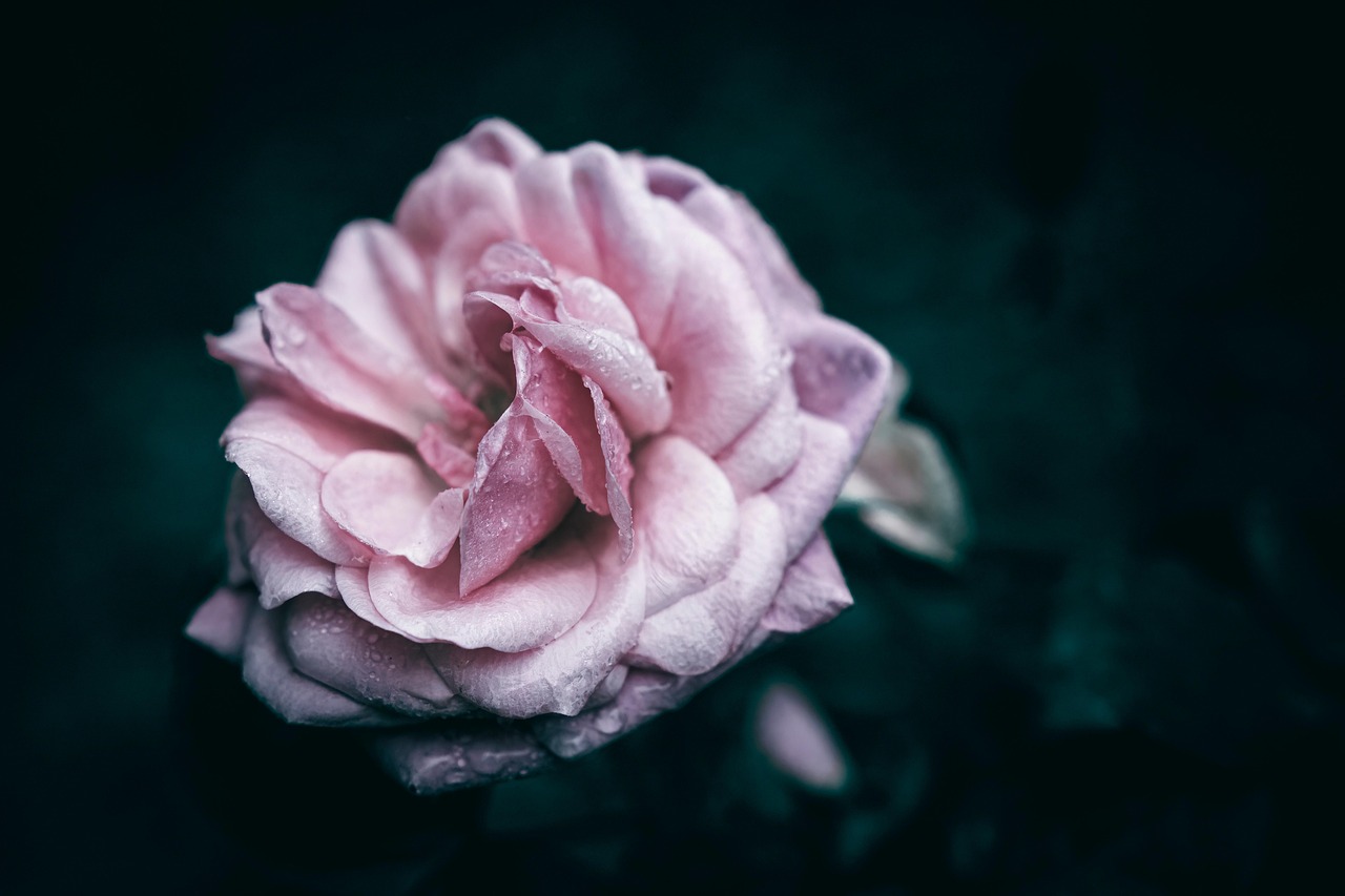 Rosa Confetto Bloom Avvicinamento - Foto gratis su Pixabay - Pixabay
