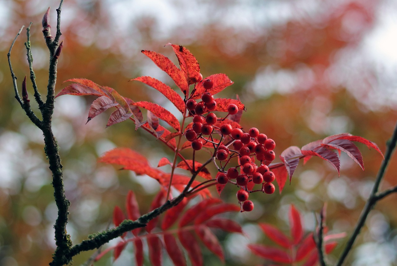 Rowan Berry Pohon Musim - Foto gratis di Pixabay - Pixabay