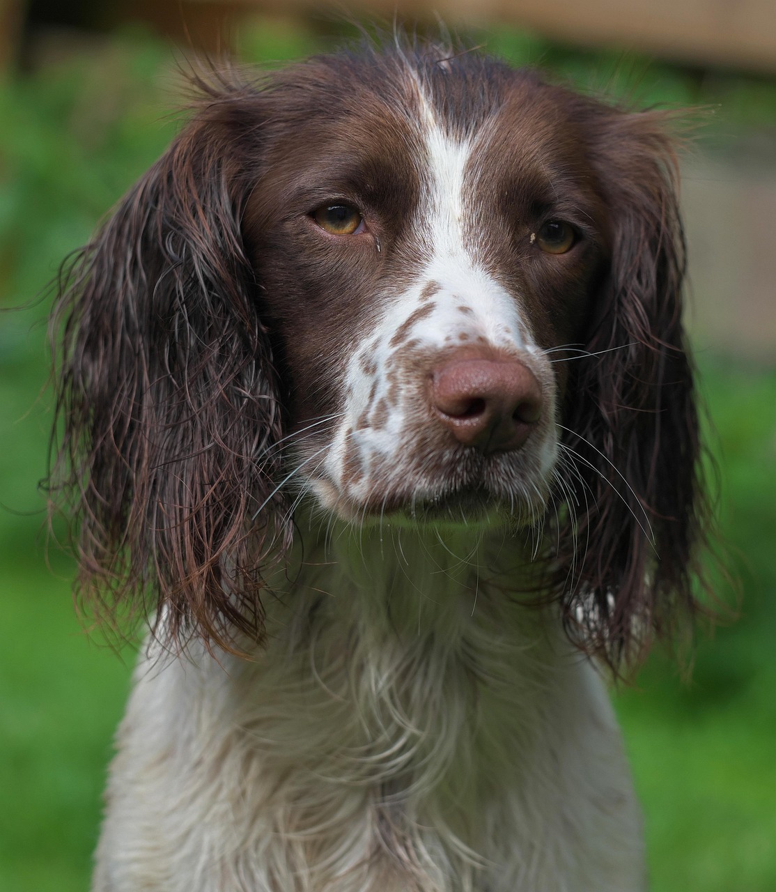 Roda Dentada Springer Spaniel - Foto gratuita no Pixabay - Pixabay