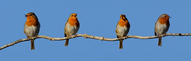 Birds Robins Robin Redbreast - Free photo on Pixabay - Pixabay