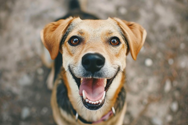Download Ai Generated, Dog, Retriever. Royalty-Free Stock Illustration ...