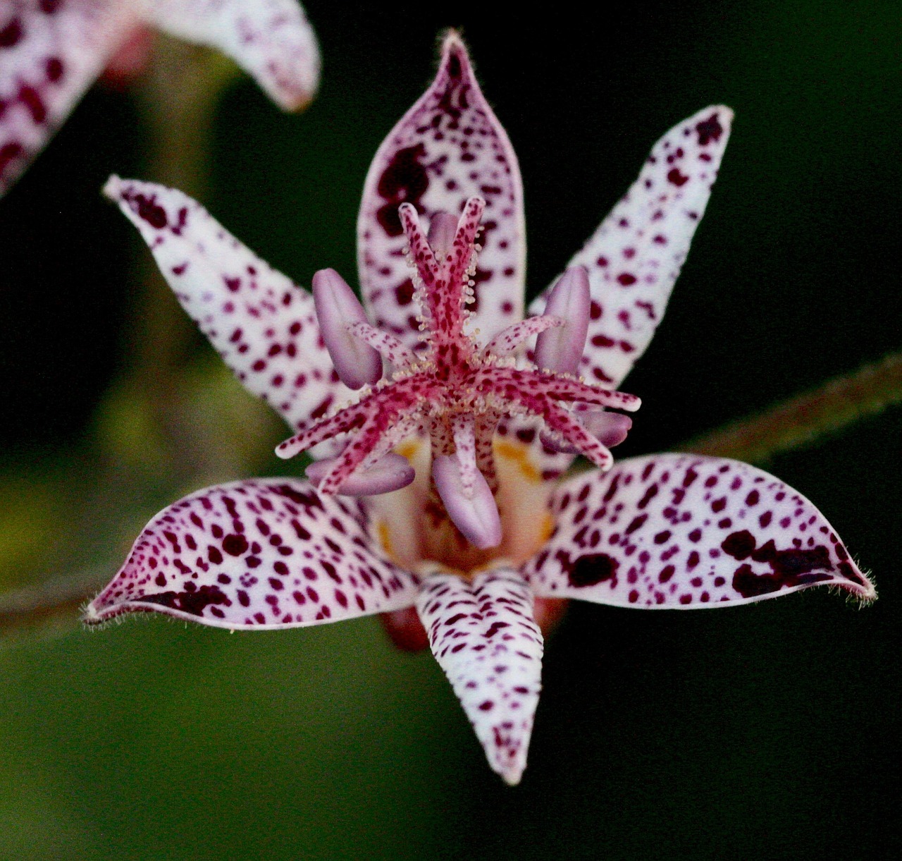 Kwiaty Orchidea Niezwykłe - Darmowe zdjęcie na Pixabay