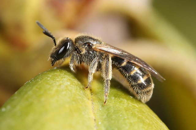 Bee Insect Animal - Free photo on Pixabay - Pixabay