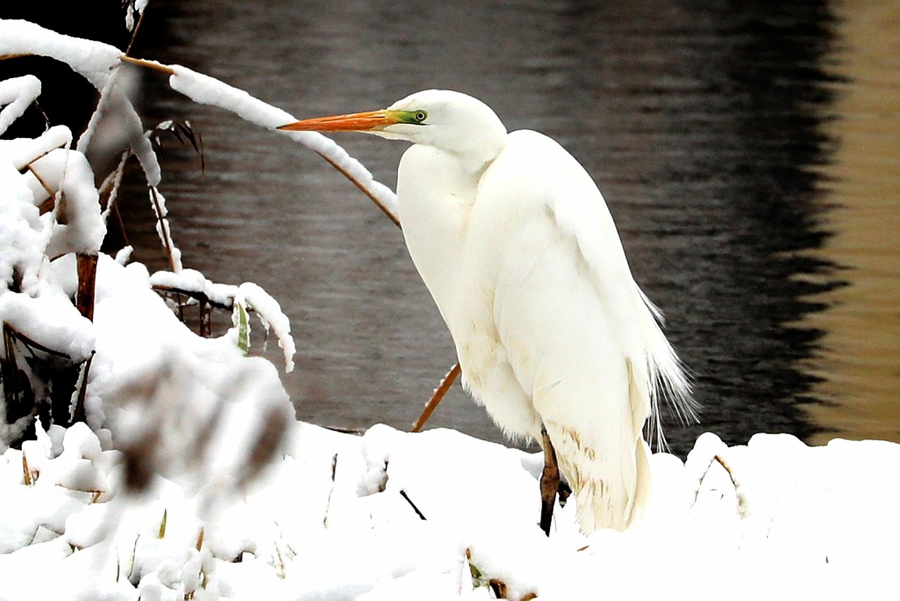 Aigrette Nouveau Le Bec La - Photo gratuite sur Pixabay