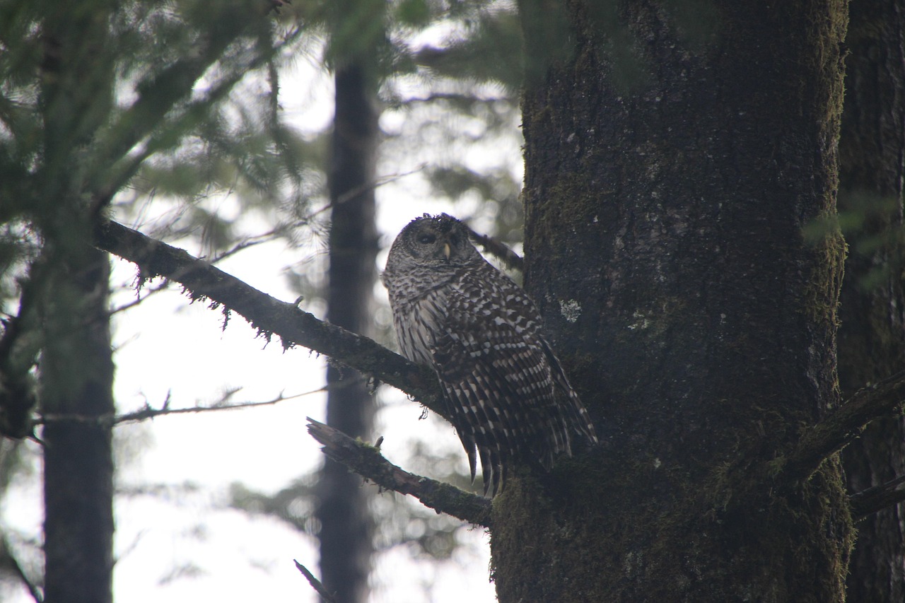 Owl Bird Nature - Free photo on Pixabay