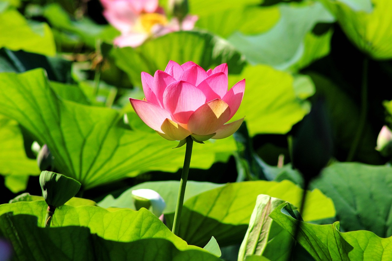 Flower Lotus Botany - Free photo on Pixabay - Pixabay