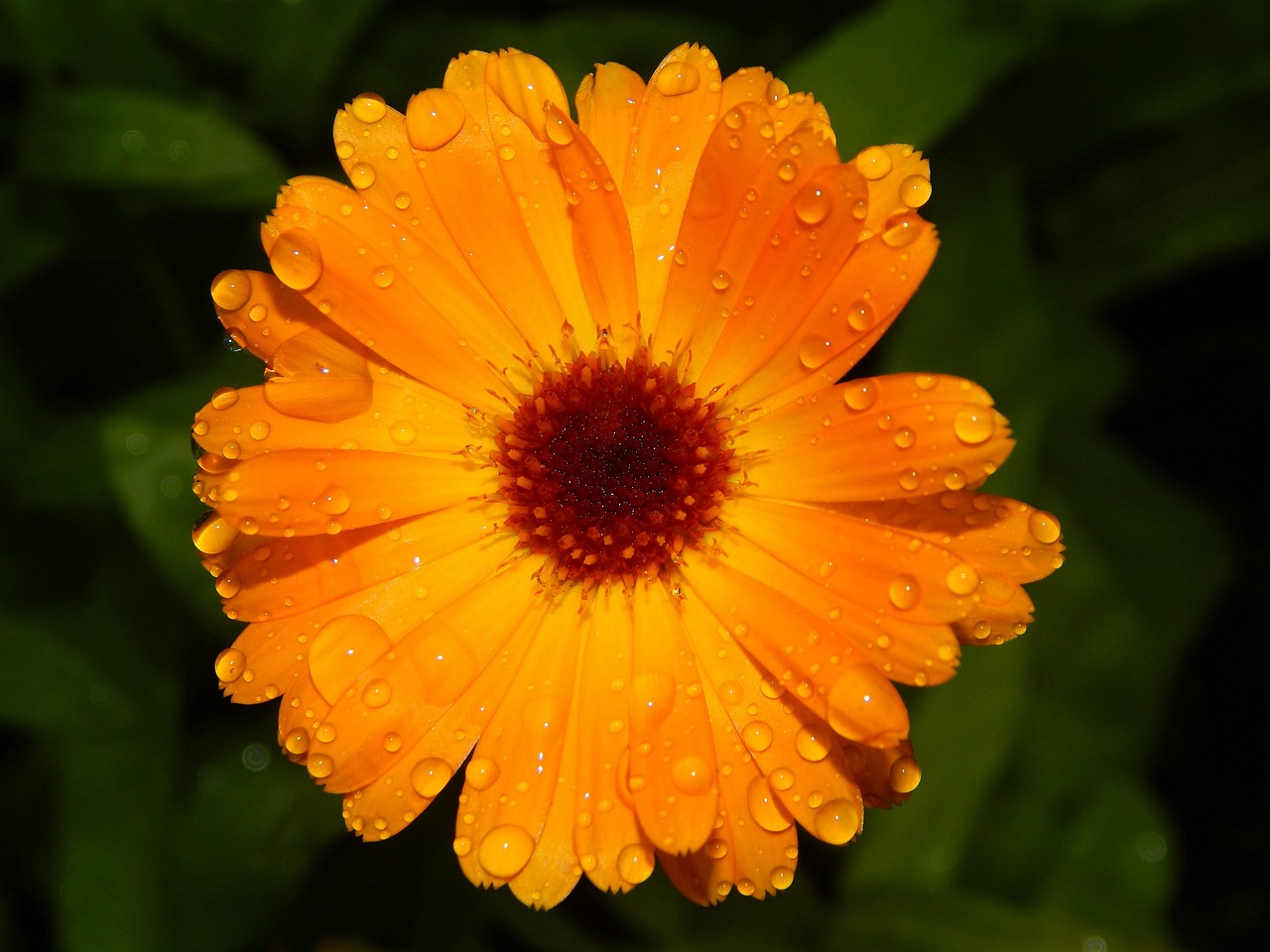 Calendula Bunga Tanaman - Foto gratis di Pixabay - Pixabay