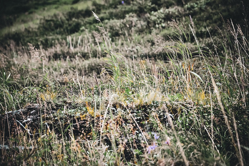 Sur Le Terrain Nature Gazon Les - Photo gratuite sur Pixabay - Pixabay