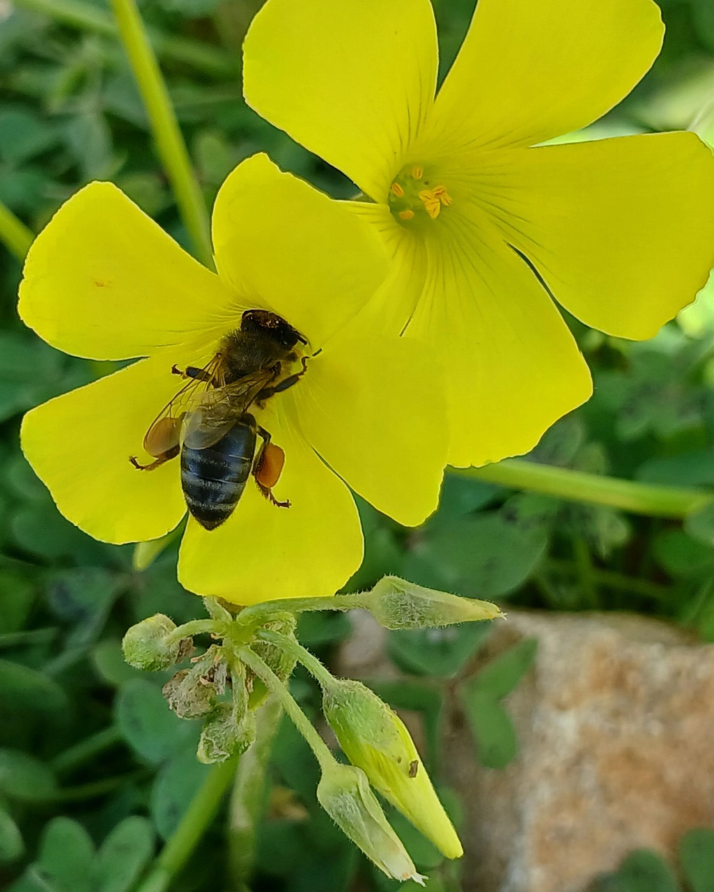 Yellow Oxalis Bee Plant - Free photo on Pixabay - Pixabay