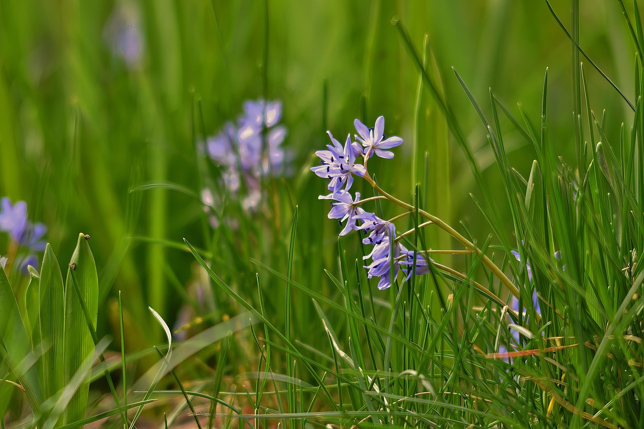 Flowers Botany Nature - Free photo on Pixabay