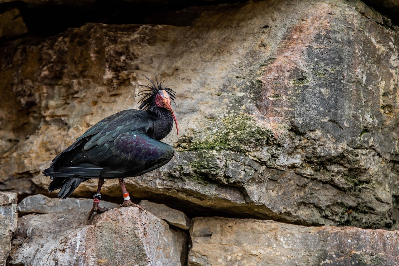 Pájaro Animal Negro - Foto gratis en Pixabay - Pixabay