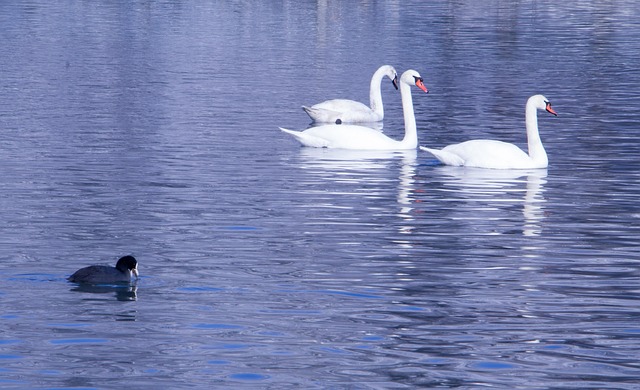 Swan Lake Smog Snow Scene - Free photo on Pixabay - Pixabay