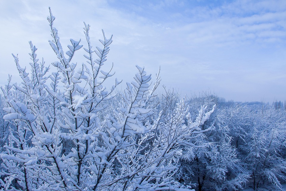 Swan Lake Smog Snow Scene - Free photo on Pixabay - Pixabay
