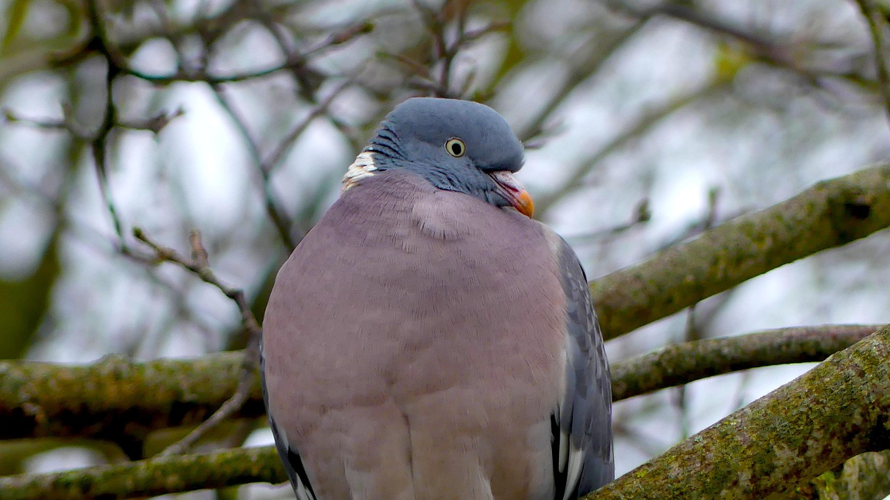 Dove Wood Pigeon Bird - Free photo on Pixabay - Pixabay