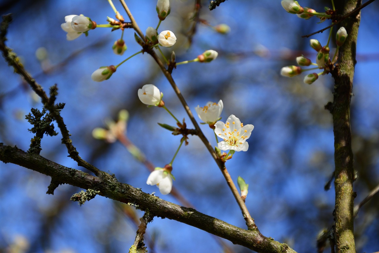 Flowers Spring Seasonal - Free photo on Pixabay