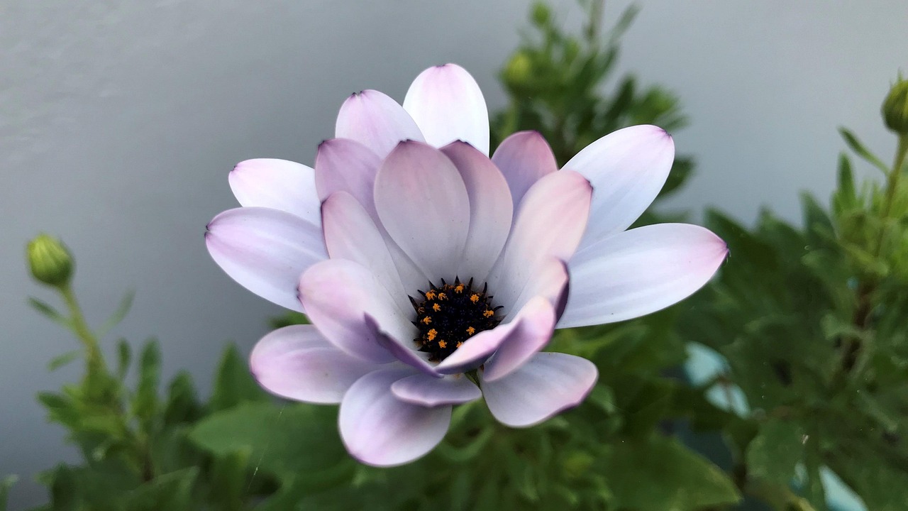 Blomst Kronblade Natur - Gratis foto på Pixabay - Pixabay