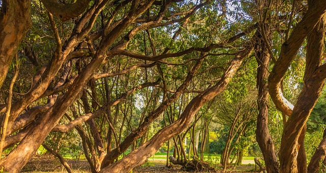 Trees Angles Light - Free photo on Pixabay - Pixabay
