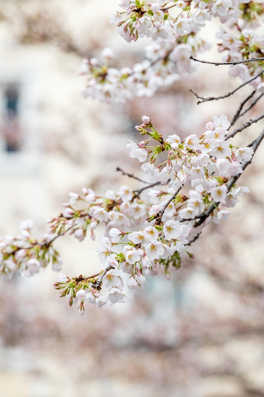 60,000+ Free Peach Flower & Nature Images - Pixabay