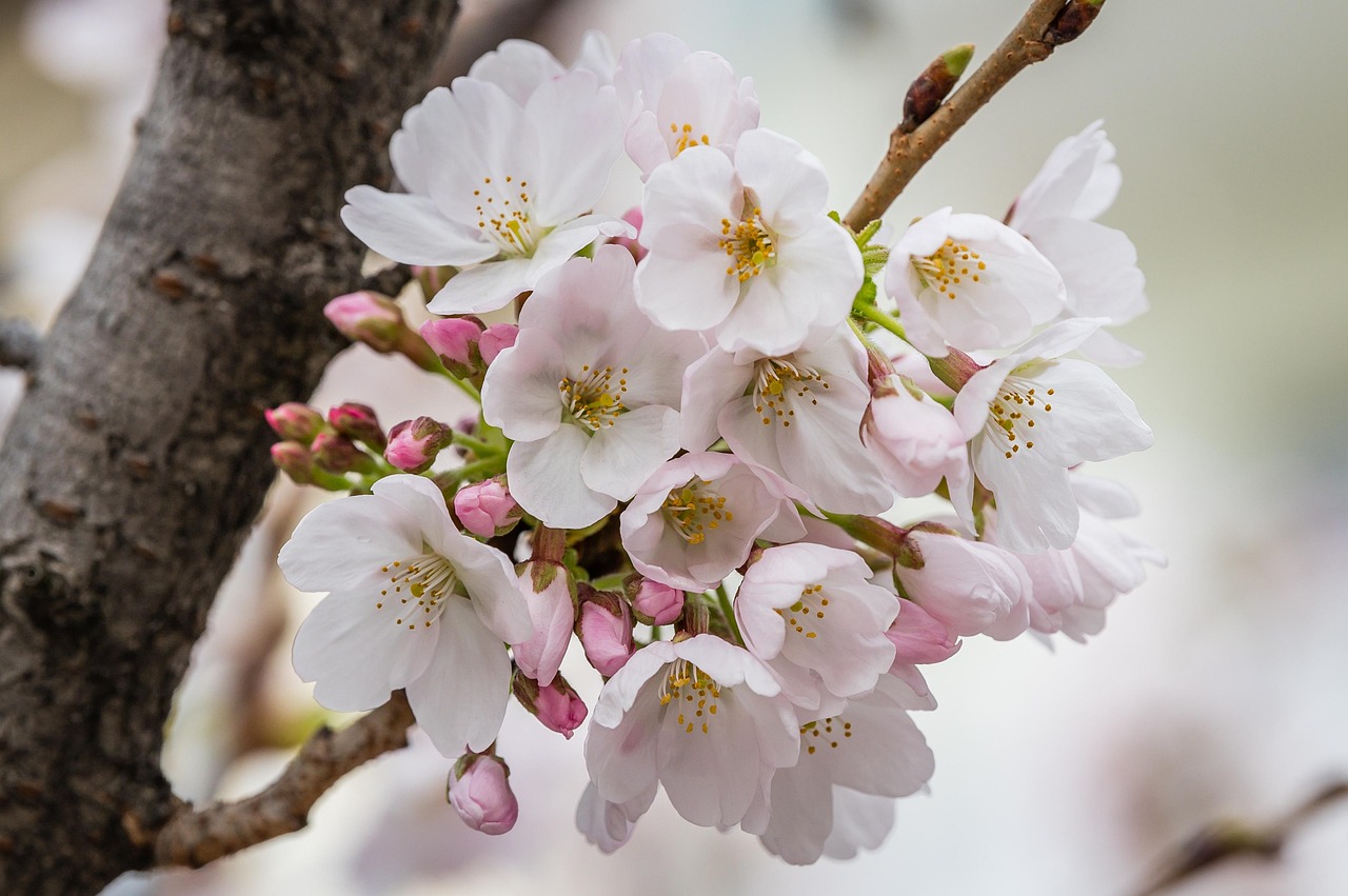 60,000+ Free Peach Flower & Nature Images - Pixabay