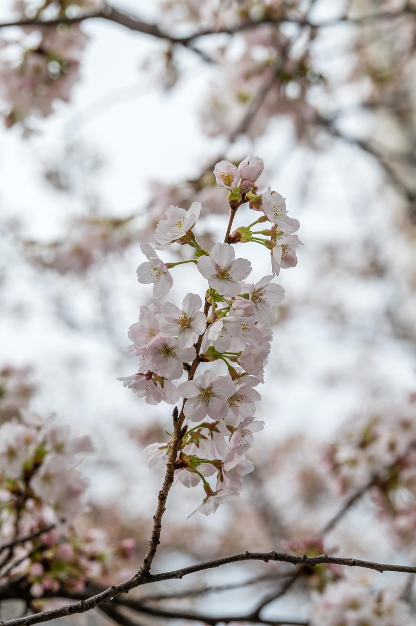 2,000+ Free Peach & Nature Images - Pixabay