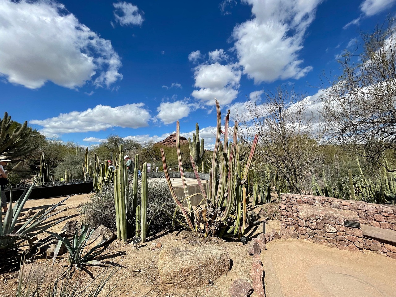 Arizona Foliage Nature - Free photo on Pixabay - Pixabay