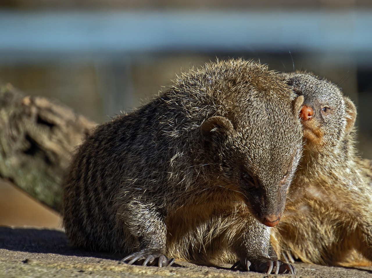 Zebramangust Mungofamilien Zoo - Free photo on Pixabay