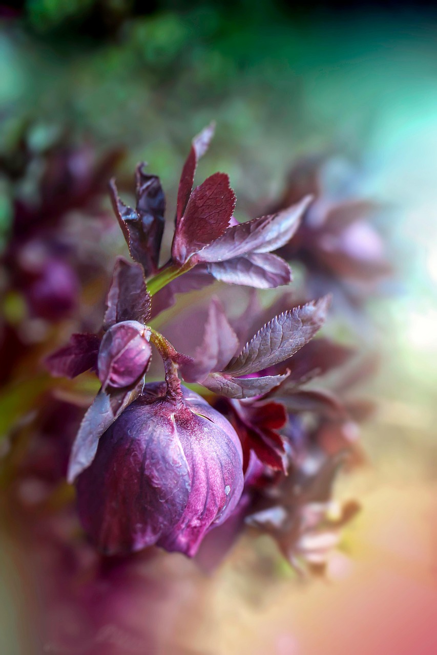 Semacam Tumbuhan Musim Semi Bunga - Foto gratis di Pixabay - Pixabay