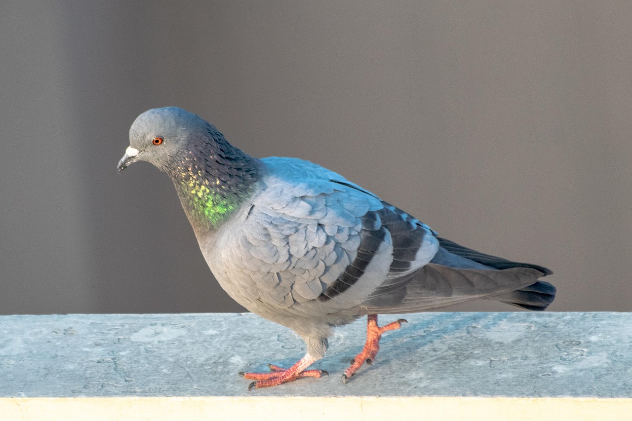 Pigeon Oiseau Nature - Photo gratuite sur Pixabay - Pixabay