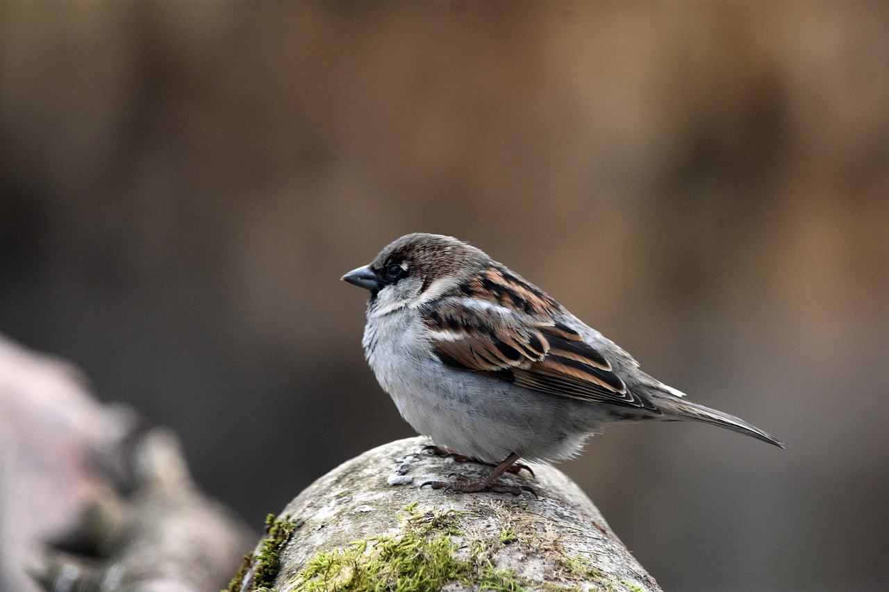 Moineau Oiseau Nature - Photo gratuite sur Pixabay - Pixabay