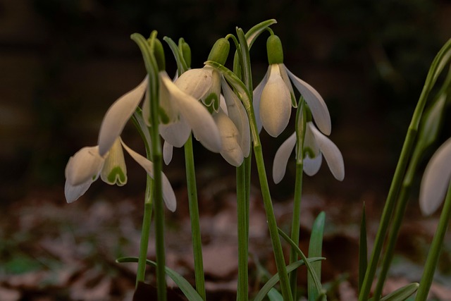 Snowdrop Spring Nature - Free photo on Pixabay - Pixabay