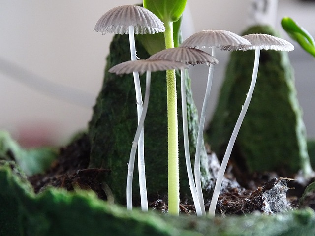 Mushrooms Nature Spore - Free photo on Pixabay - Pixabay