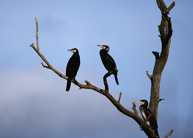 Birds Cormorants Nature - Free photo on Pixabay - Pixabay