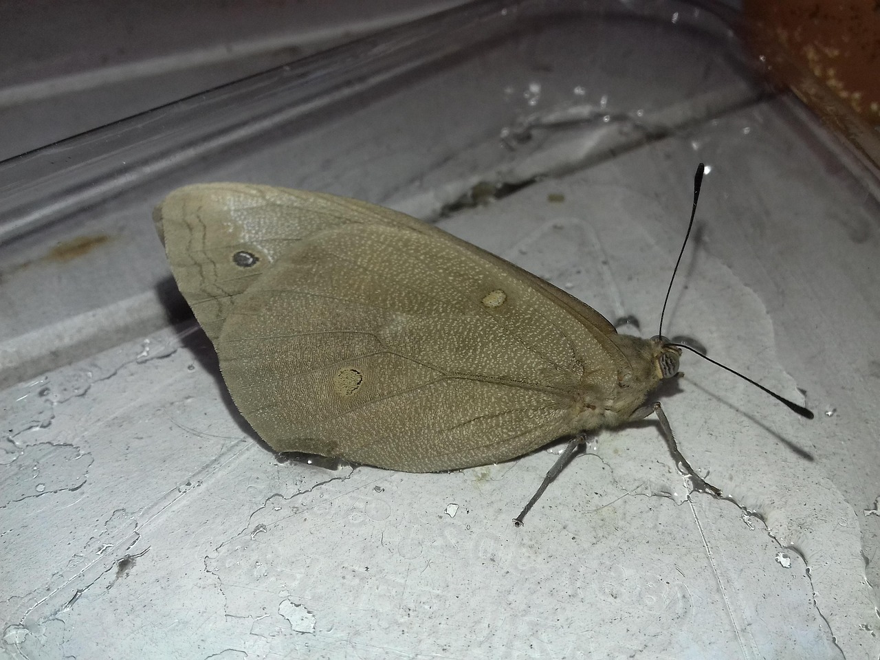 Mariposa Lepidópteros Insecto - Foto gratis en Pixabay - Pixabay
