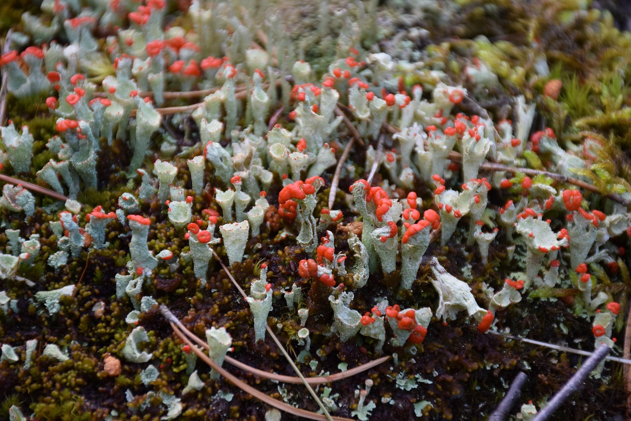 Lichen Nature Forêt Vers Le - Photo gratuite sur Pixabay