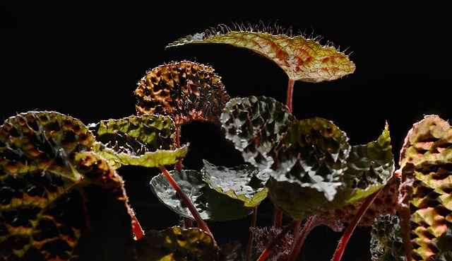 Bégonia Ferox Feuille - Photo gratuite sur Pixabay