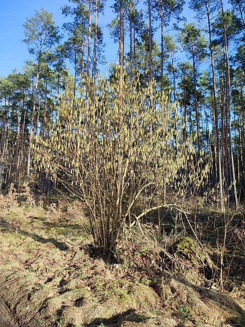 Hazel Forest Nature - Free photo on Pixabay - Pixabay