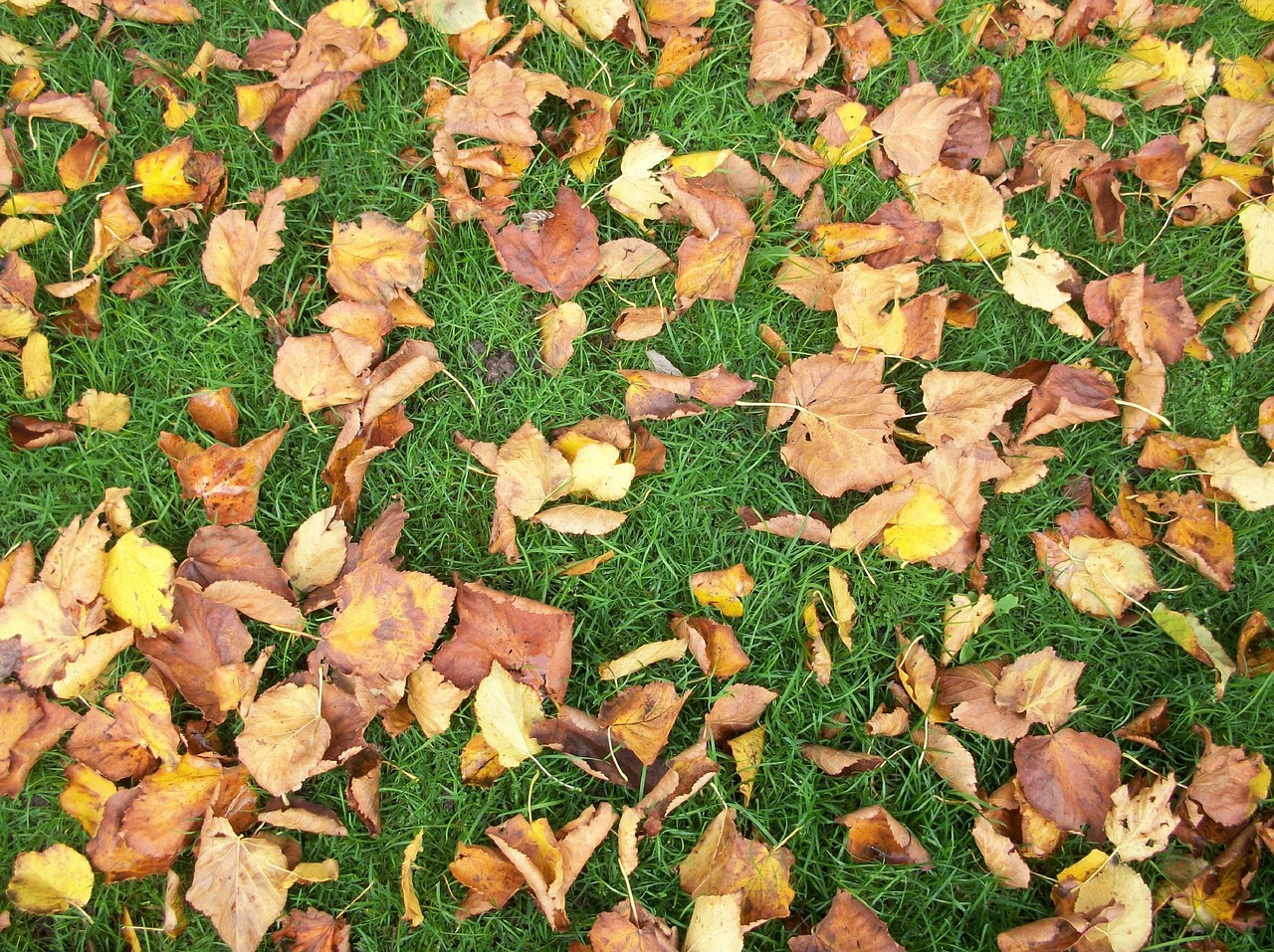 Autumn Leaves Nature Fall - Free photo on Pixabay