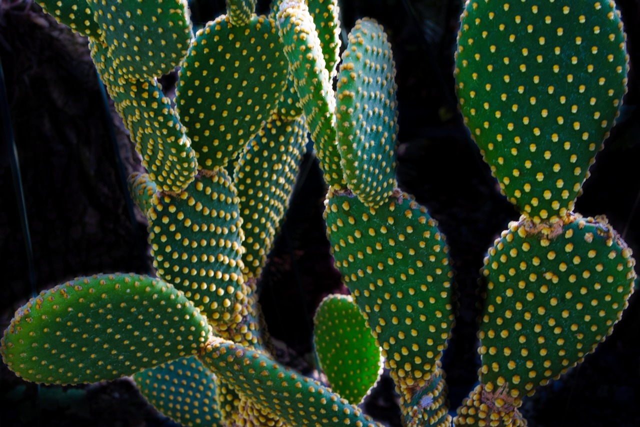 Cactus Naturaleza - Foto gratis en Pixabay - Pixabay