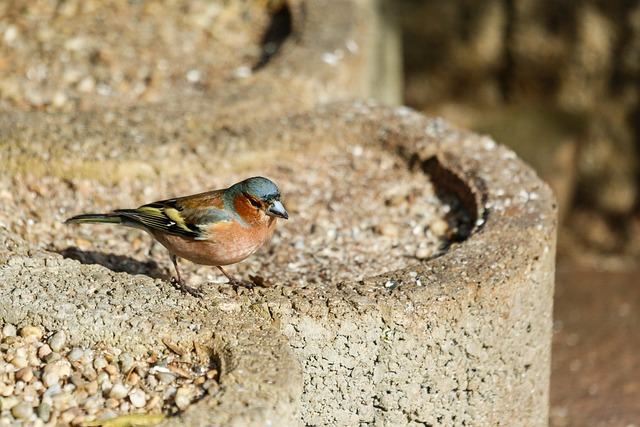 300+ Free Chaffinch & Bird Images - Pixabay