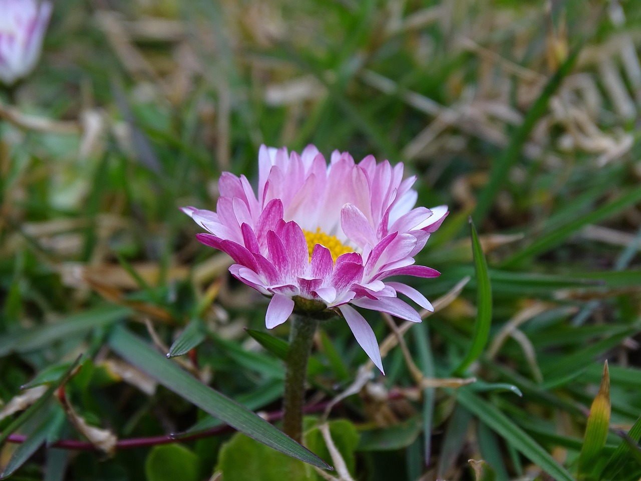 Margarida Natureza Flor - Foto gratuita no Pixabay - Pixabay