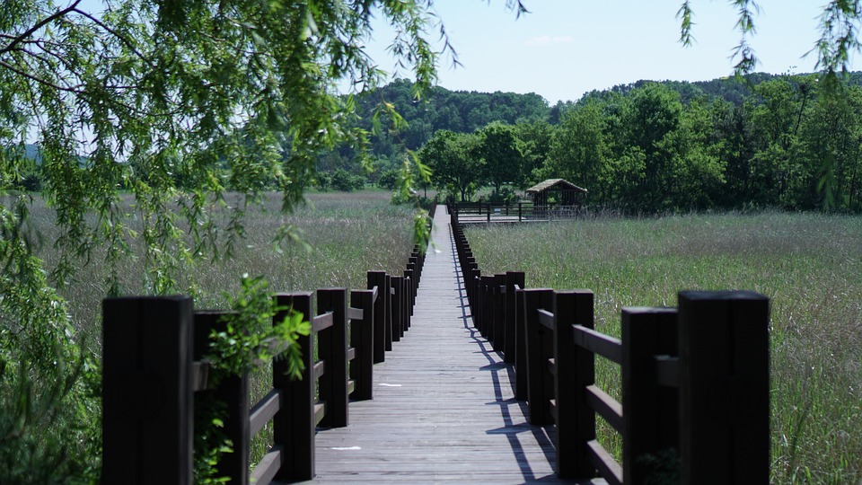 Wooden Bridge Marsh Landscape - Free photo on Pixabay - Pixabay