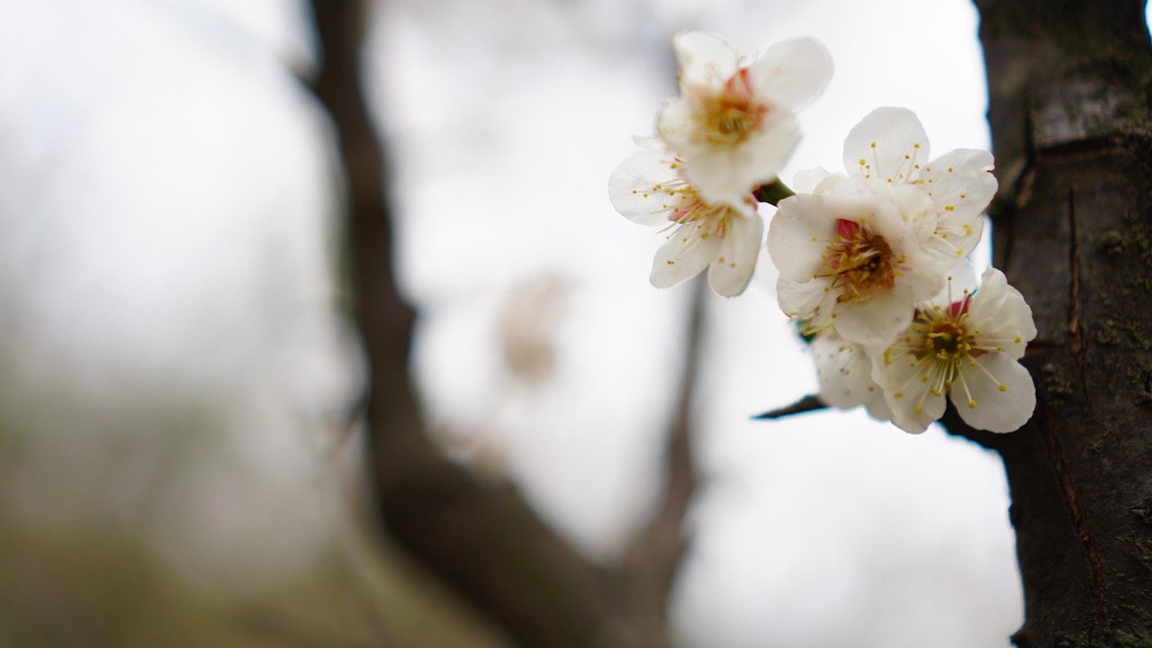 Cherry Blossom Bunga Pohon - Gambar gratis di Pixabay - Pixabay