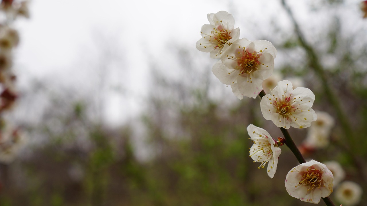 Flor Coreana Florzinha Natureza - Foto gratuita no Pixabay - Pixabay