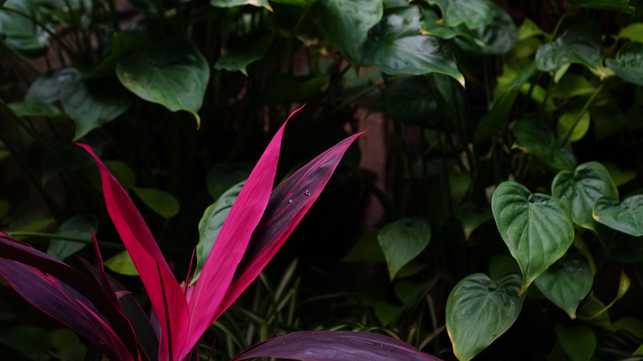 Botanical Garden Red Leaf - Free photo on Pixabay - Pixabay