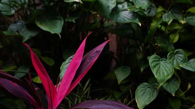 Jardin Botanique Feuille Rouge - Photo gratuite sur Pixabay - Pixabay