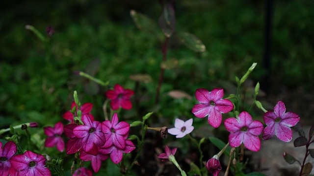 Jardin Botanique De Fleurs - Photo gratuite sur Pixabay - Pixabay