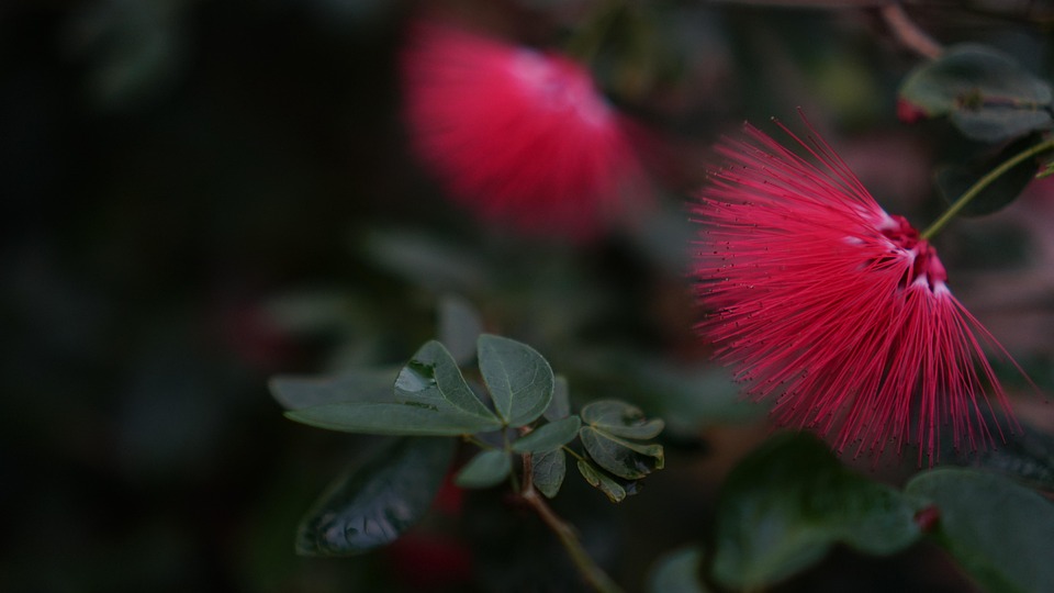 Red Flower Plant - Free photo on Pixabay - Pixabay