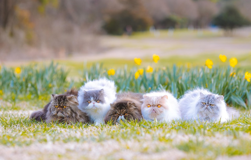 Persian Cats Mammals - Free photo on Pixabay